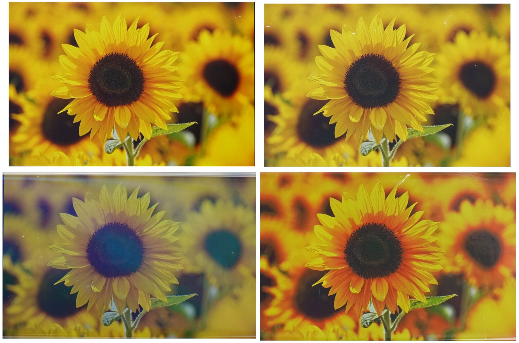 Apple iPhone 15 Pro Max Display test - DXOMARK