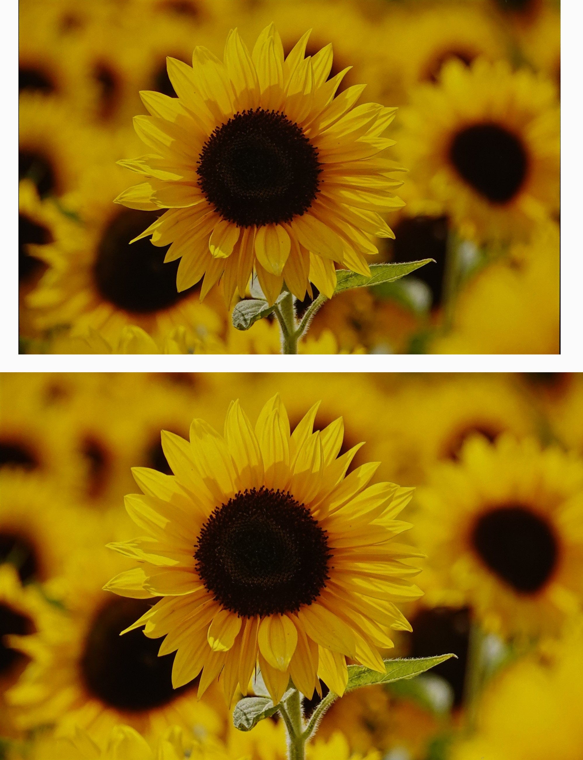 Apple iPhone 13 Pro Display review: A hair behind the 13 Pro Max - DXOMARK