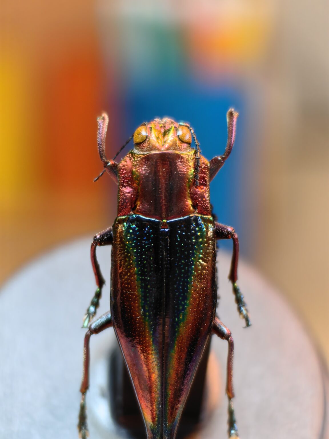 Huawei P60 Pro Camera test | DXOMARK