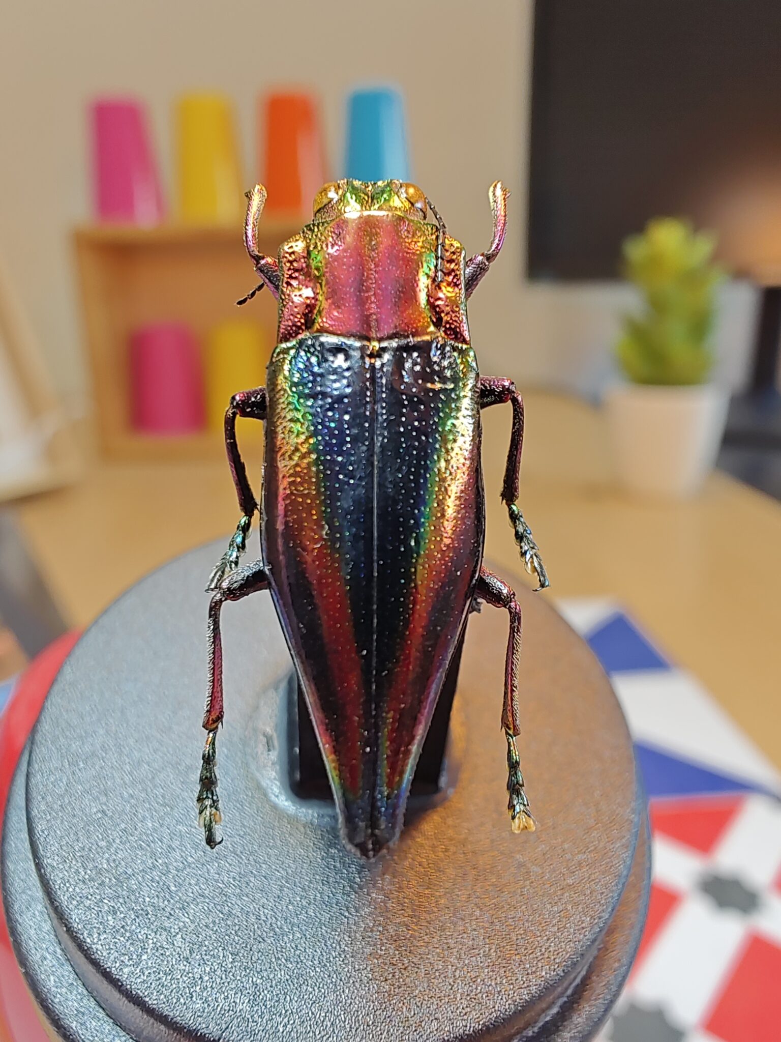 Huawei P60 Pro Camera test | DXOMARK